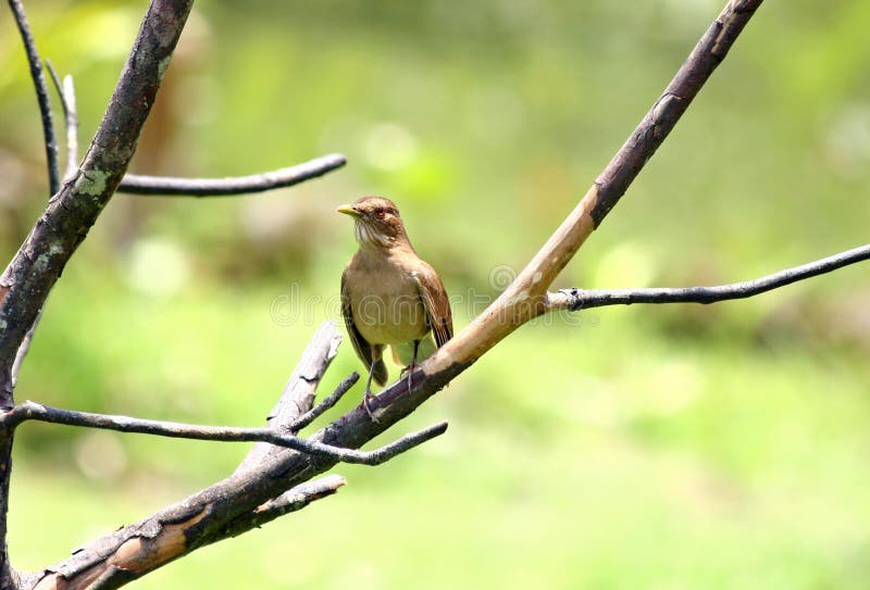 Bird on a limb stock image. Image of wildlife, bird, natural - 4810453