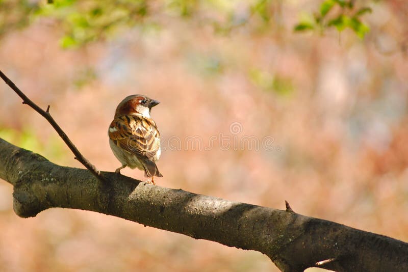 Bird on Limb stock image. Image of brown, perch, beak - 46615133