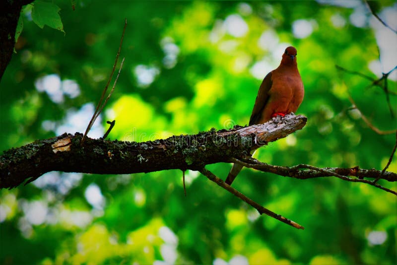 Bird on a limb stock photo. Image of bird, limb, perched - 96698334
