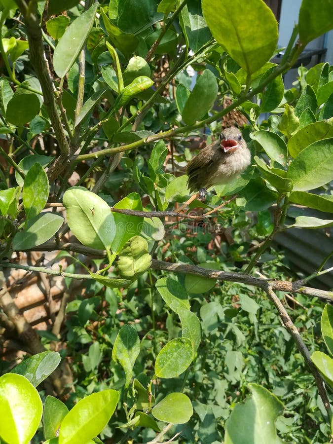 Bird on the lime tree. stock image. Image of animal, bough - 88878045