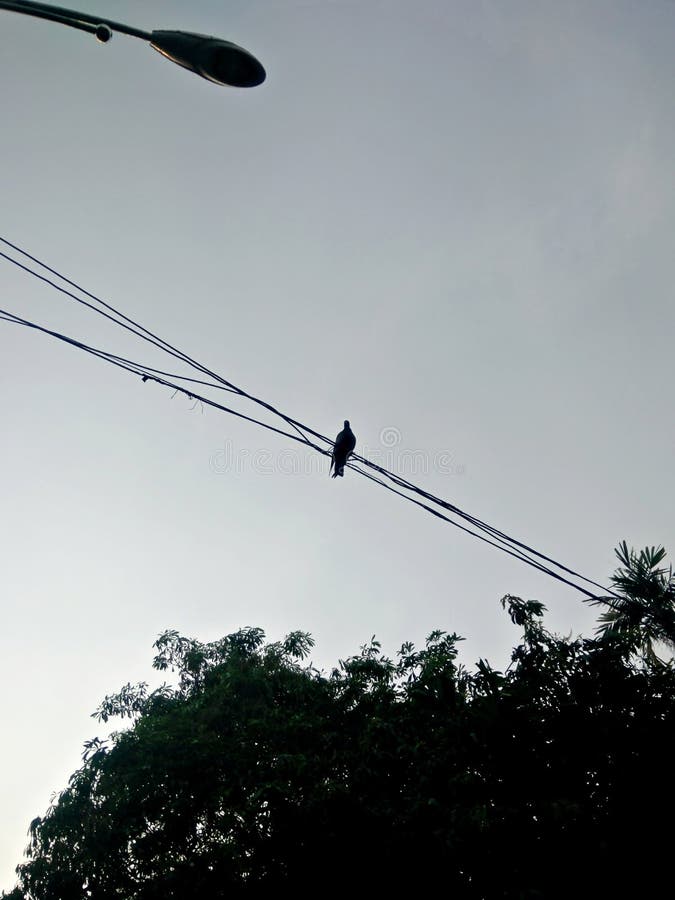 A bird on a line stock image. Image of nature, life, animal - 91411103
