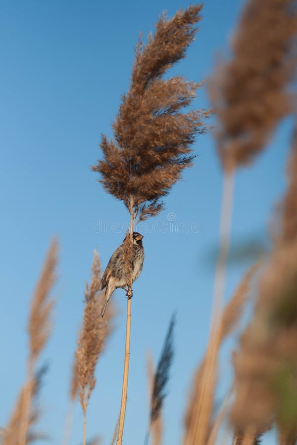 Bird stock image. Image of bird, still, outdoors, people - 285838289