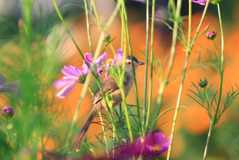 Bird stock photo. Image of city, insects, central, garden - 85672912