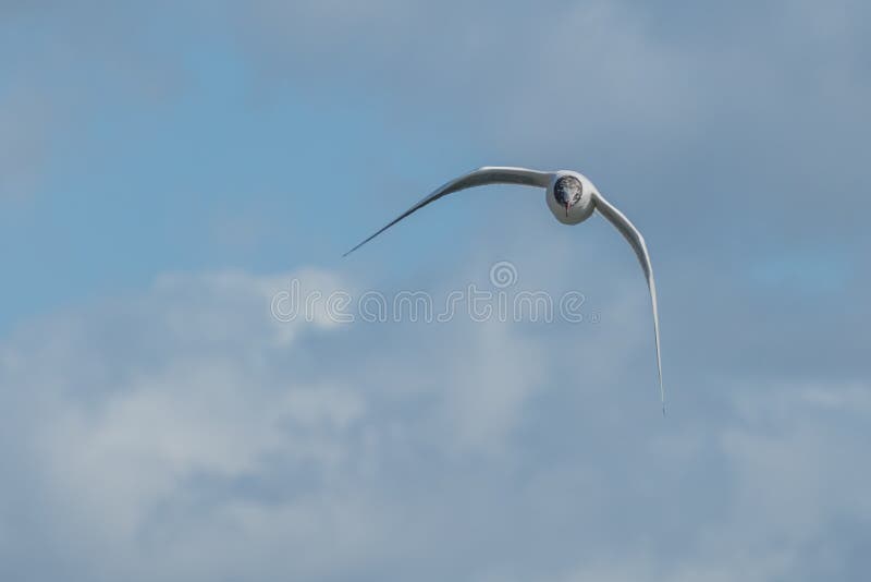Bird Little Gull Flying Front View Hydrocoloeus Minutus Stock Photo ...