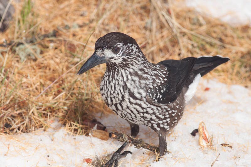 Bird stock photo. Image of wing, bill, wild, park, outdoors - 287408506