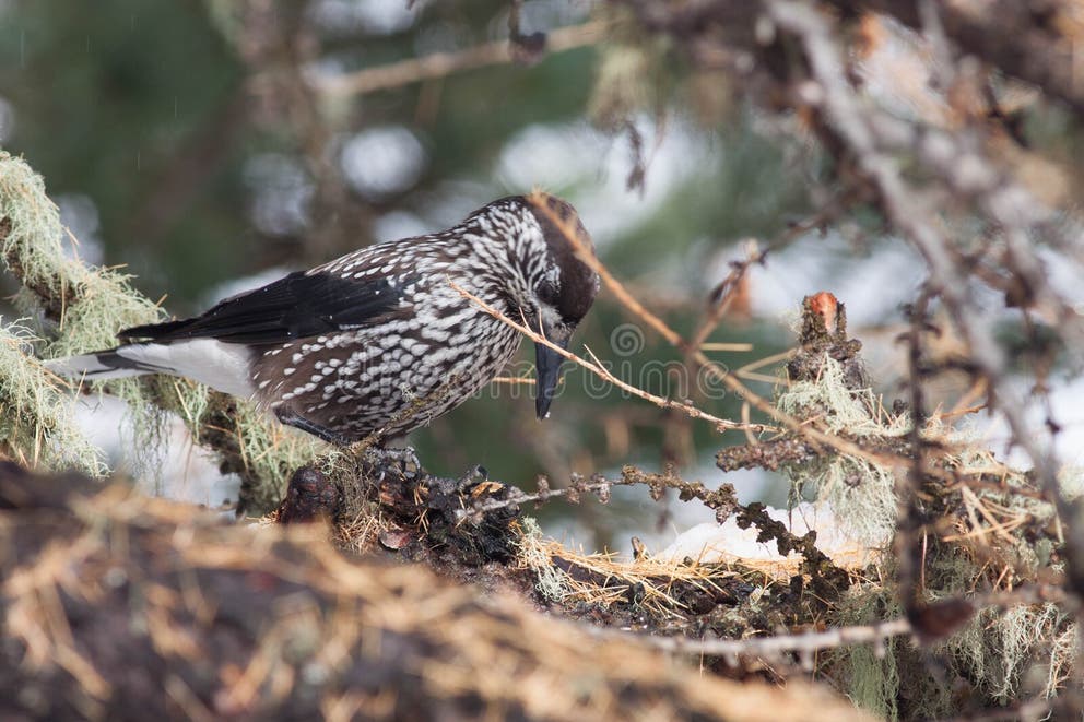 Bird stock image. Image of park, ruffed, quail, wild - 287408629