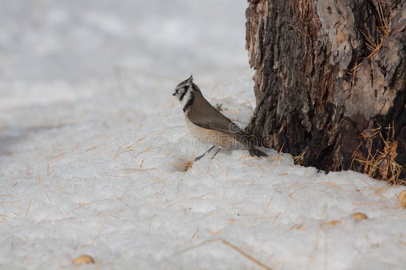 Bird stock image. Image of little, winter, conservation - 287257791