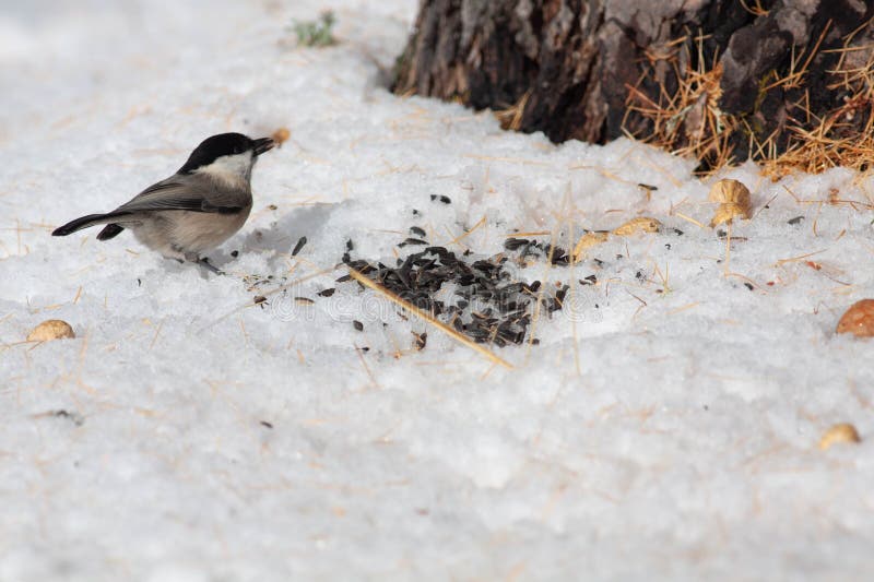 Bird stock photo. Image of still, beak, black, cute - 287257854