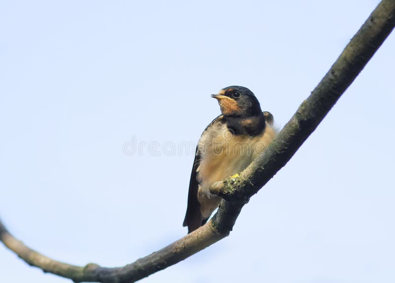 Bird Little Swallow Sitting on a Branch on Blue Sky Background Stock ...