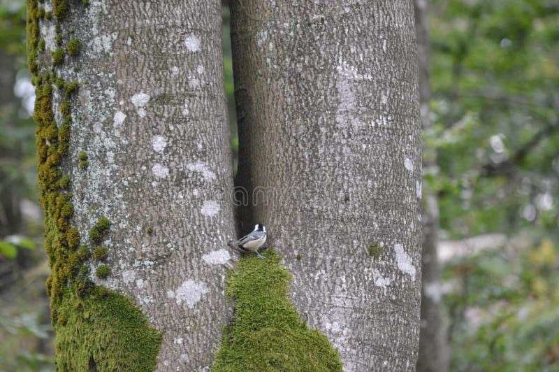 Bird, Nature, Animal, Wilderness Stock Image - Image of high, trees ...