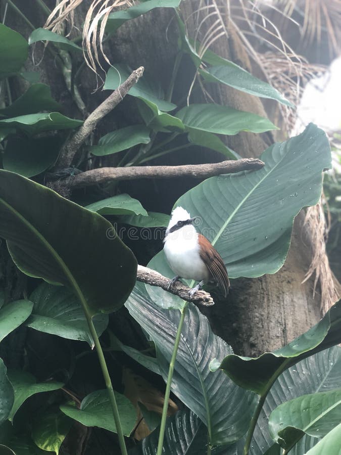 Bird stock photo. Image of bird, little, green, creature - 126048076