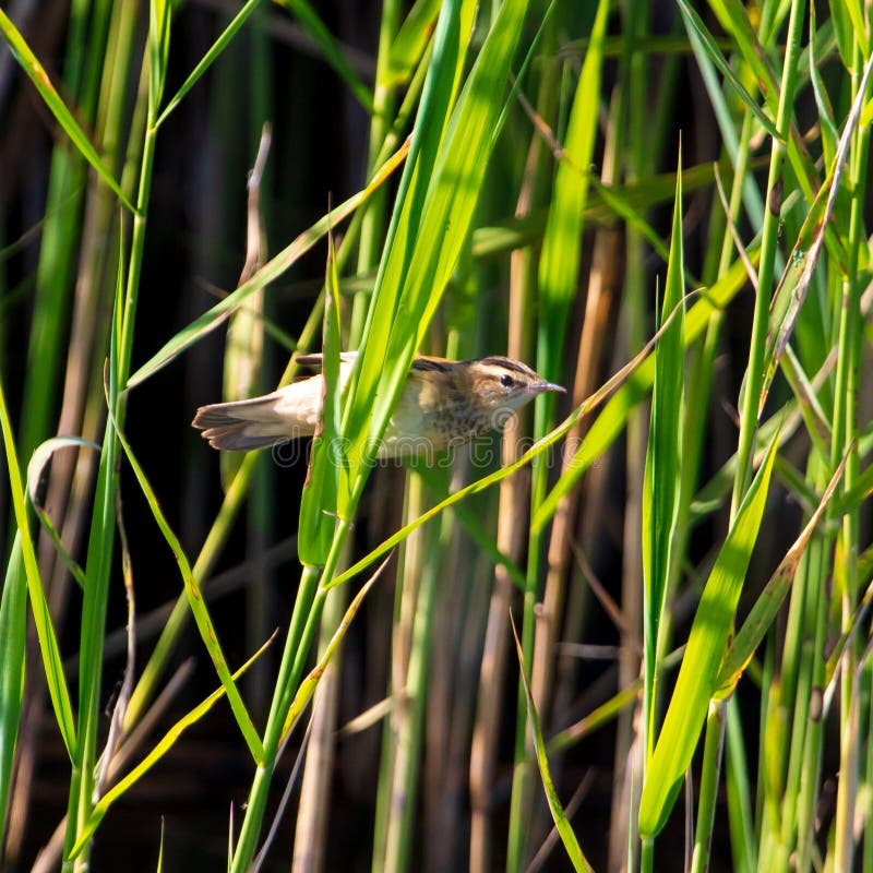 The Bird Lives on the Reeds in Nature Stock Photo - Image of outdoor ...