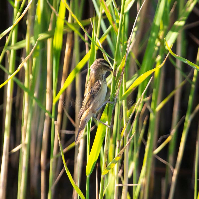 The Bird Lives on the Reeds in Nature Stock Image - Image of water ...