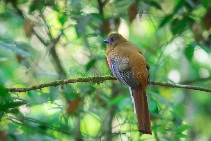 Bird in the forest stock photo. Image of harpactes, feather - 184622434