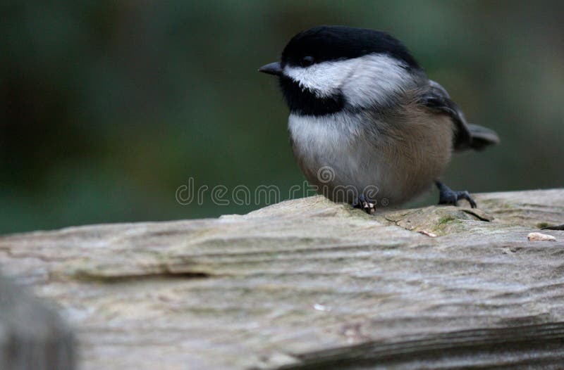 Bird on Log stock photo. Image of wings, aviary, canada - 39314732