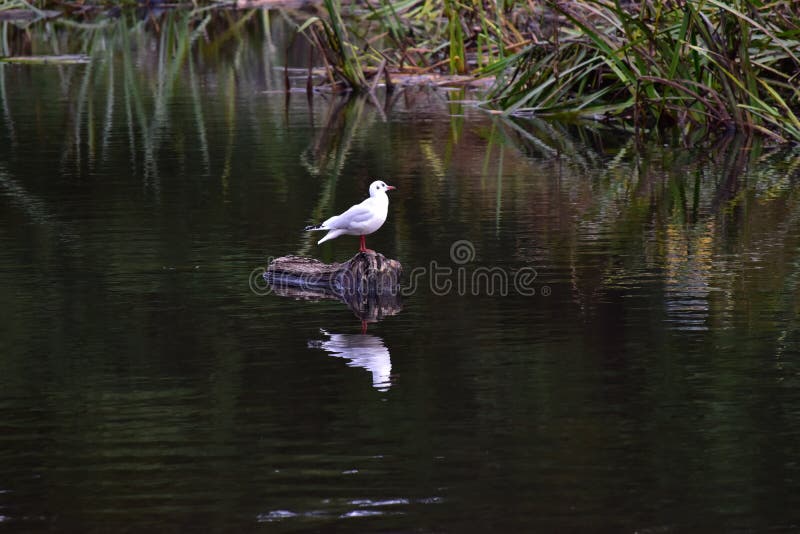 Bird on log stock photo. Image of still, water, reflection - 83233202