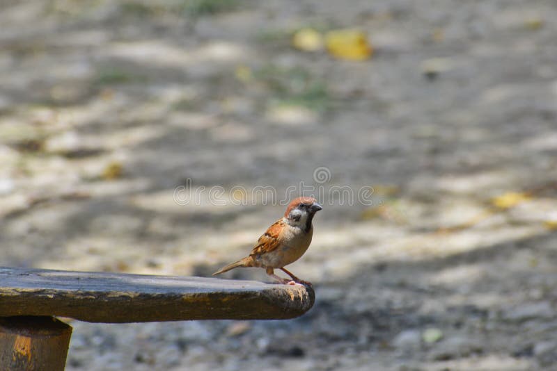 Bird stock photo. Image of bird, animal, nature, sparrow - 96594516