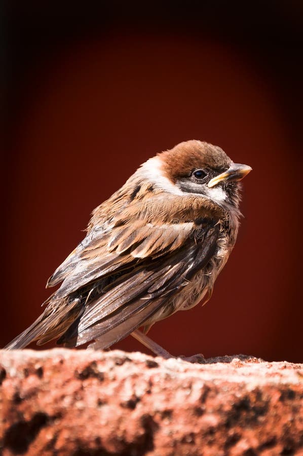 Bird stock photo. Image of foot, disheveled, black, lonely - 41662012