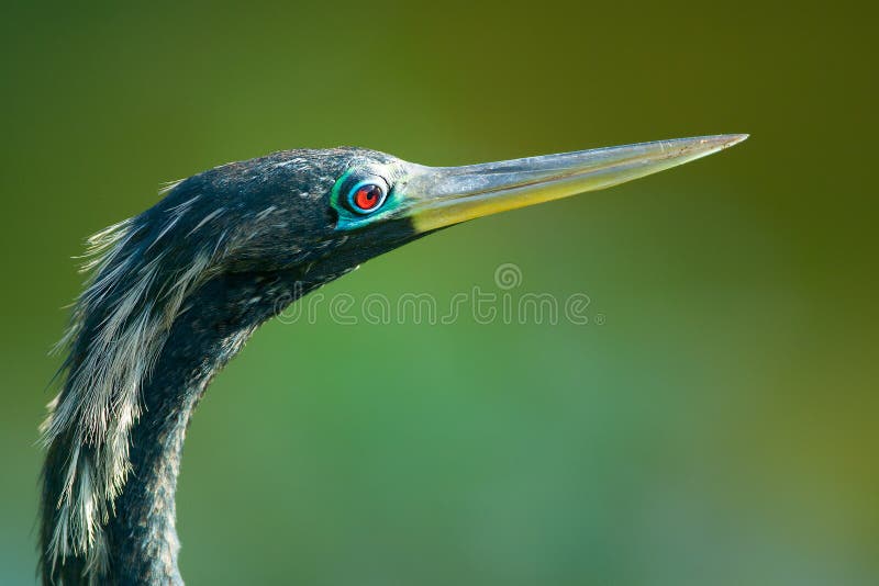 Bird with Long Beak or Bill Stock Image - Image of eyes, long: 25825647