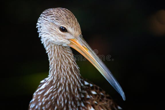 Bird with Long Beak or Bill Stock Photo - Image of lengthy, animal ...