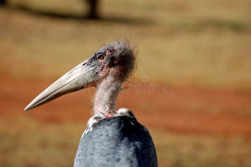 Bird with Long Beak or Bill Stock Photo - Image of side, profile: 6923178