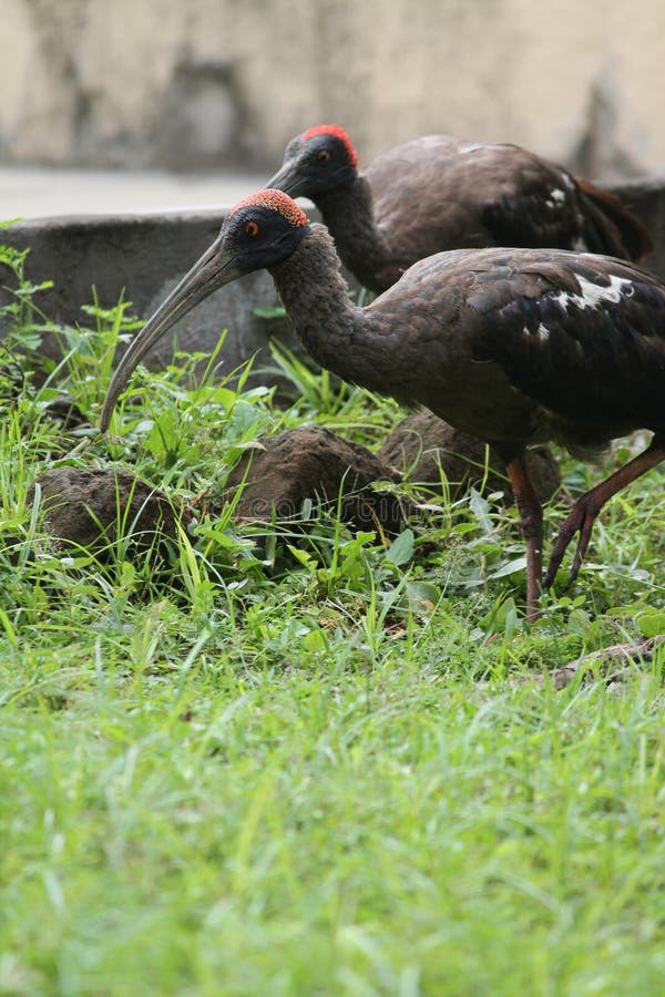 Bird with long beak stock photo. Image of animal, wildlife - 5493186
