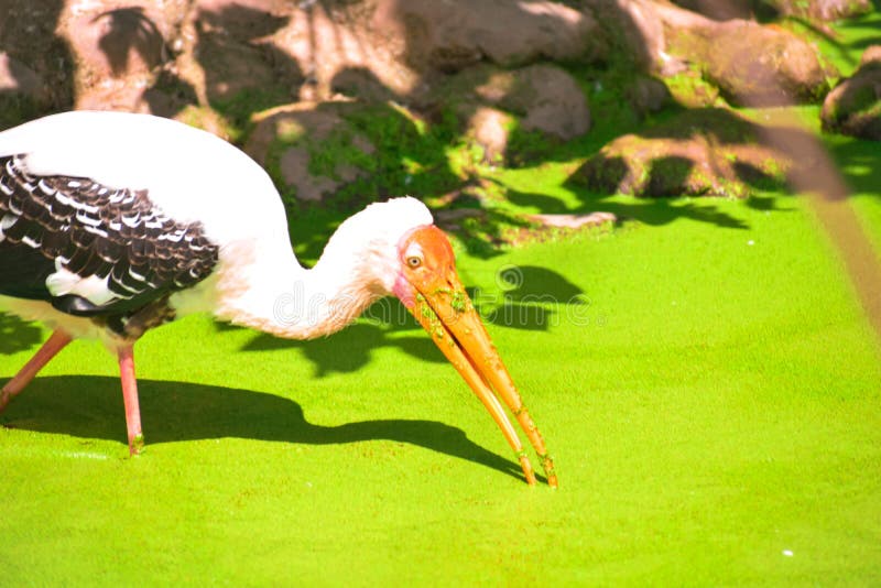Bird, Water, Beak, Cormorant Picture. Image: 116266949