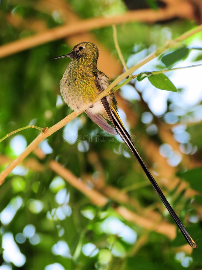 Two Long-tailed Finch Birds Stock Photo - Image of grey, colour: 24863526