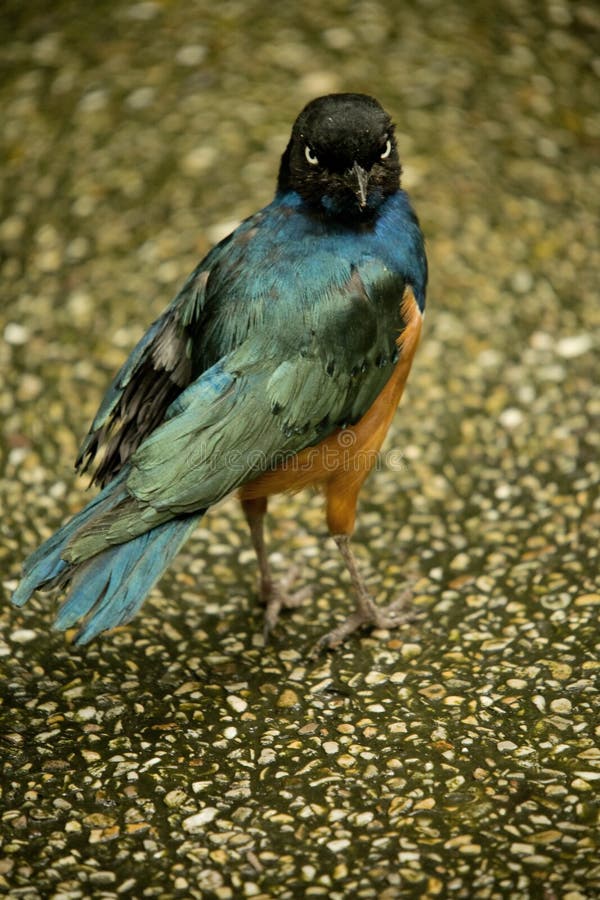 Bird looking stock photo. Image of feathers, black, closeup - 10575722