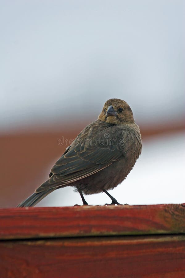 Bird looking stock photo. Image of wind, cold, bird, blowing - 522020