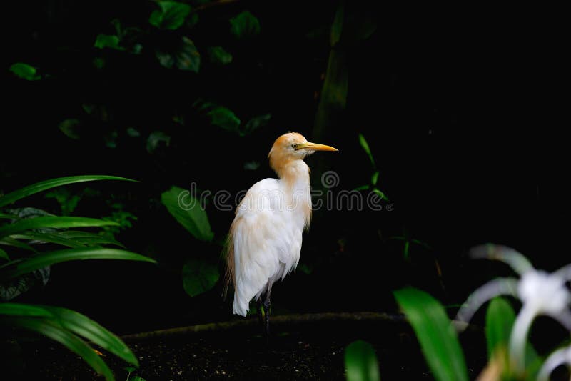 Bird looking back stock photo. Image of nature, color - 54277582