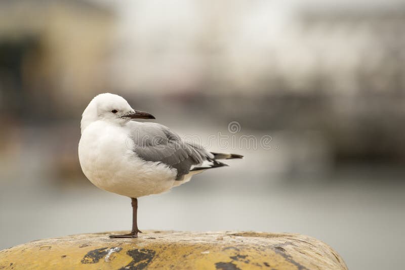 Bird looking backwards stock photo. Image of picture - 54003562