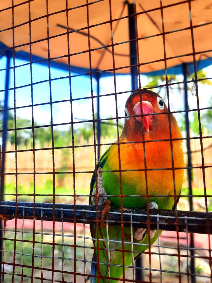 A Bird Looking at the Camera Stock Image - Image of green, camera ...