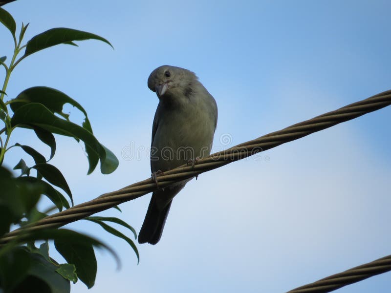 Bird looking at camera stock image. Image of bird, yellow - 273598319