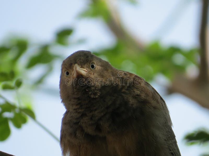 A Bird Looking at the Camera from a Tree Stock Image - Image of sparrow ...