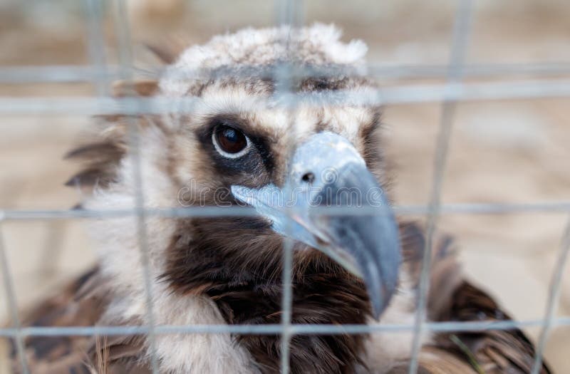 A Bird is Looking at the Camera through a Wire Cage Stock Image - Image ...