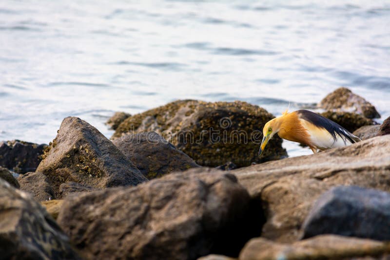 Bird Looking Food between Rock Stock Image - Image of water, rock ...