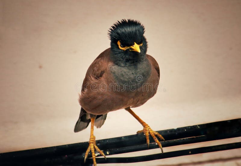 Bird Looking Like Angry Bird Stock Image - Image of like, bird: 191686047