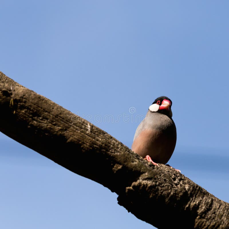 Bird looking stock photo. Image of lovebird, climate - 40160288