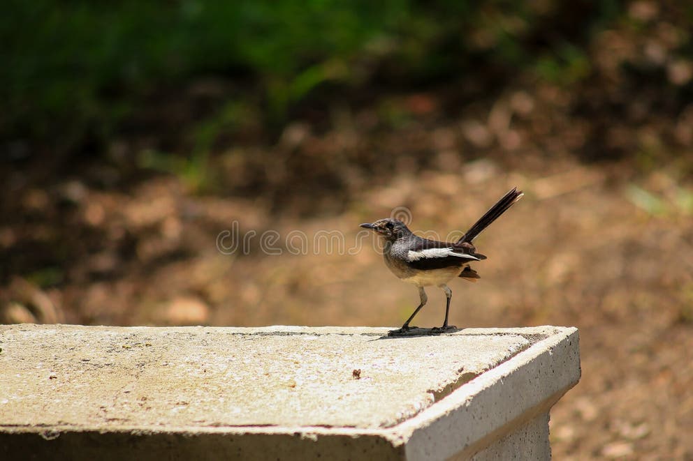 A bird is looking for prey stock image. Image of plant - 378775227