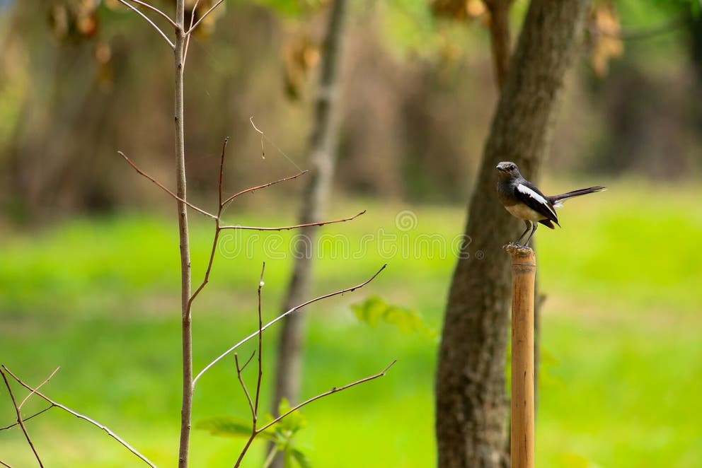 A bird is looking for prey stock image. Image of southeast - 378775231