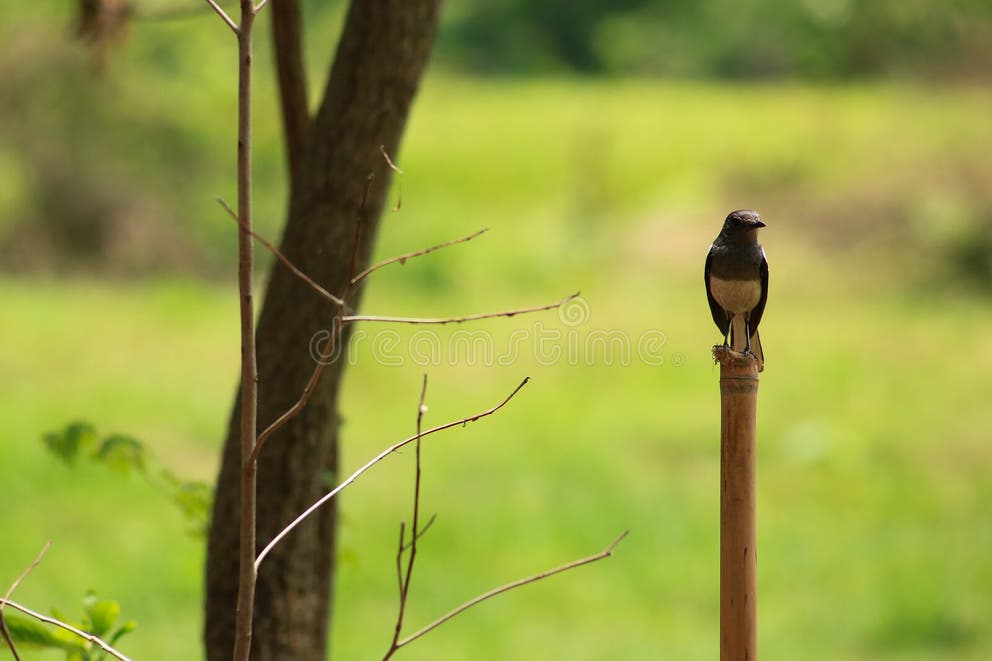 A bird is looking for prey stock photo. Image of fabaceae - 378775280