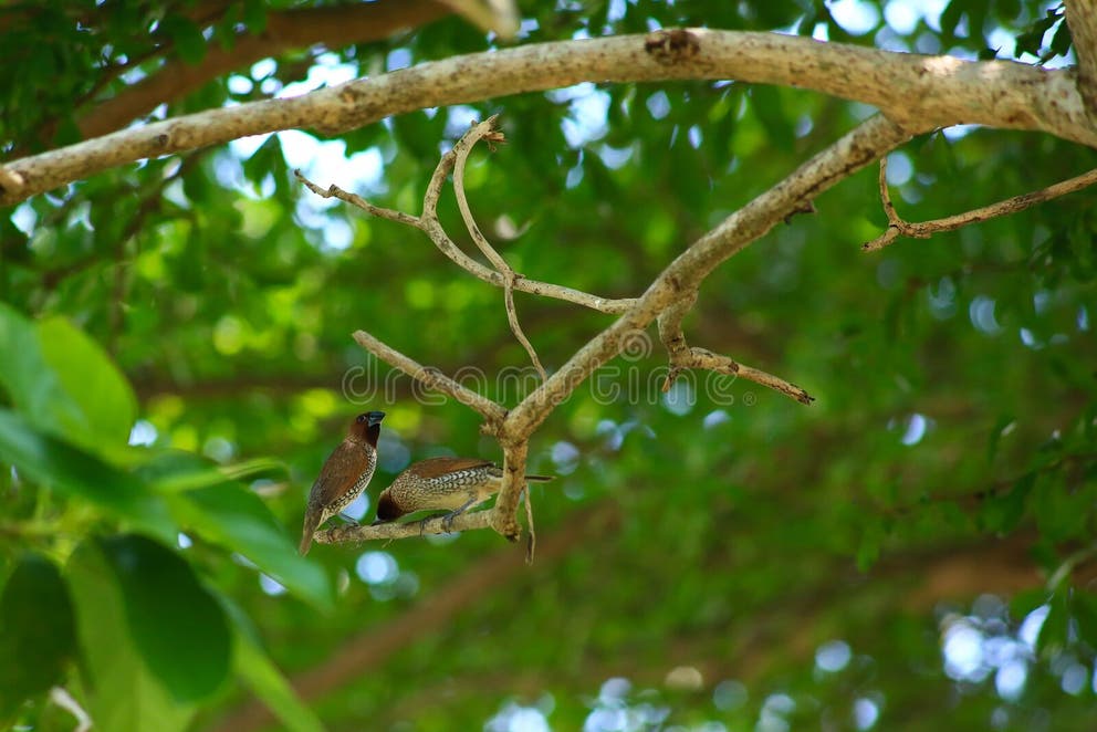 A bird is looking for prey stock image. Image of branches - 378775449