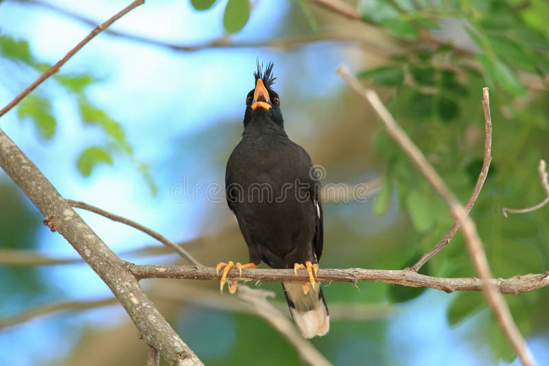 Bird is Looking for Prey in a Tree. Stock Photo - Image of branch ...