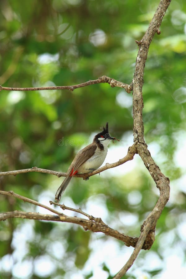 Bird is Looking for Prey on a Tree Branch Stock Image - Image of branch ...