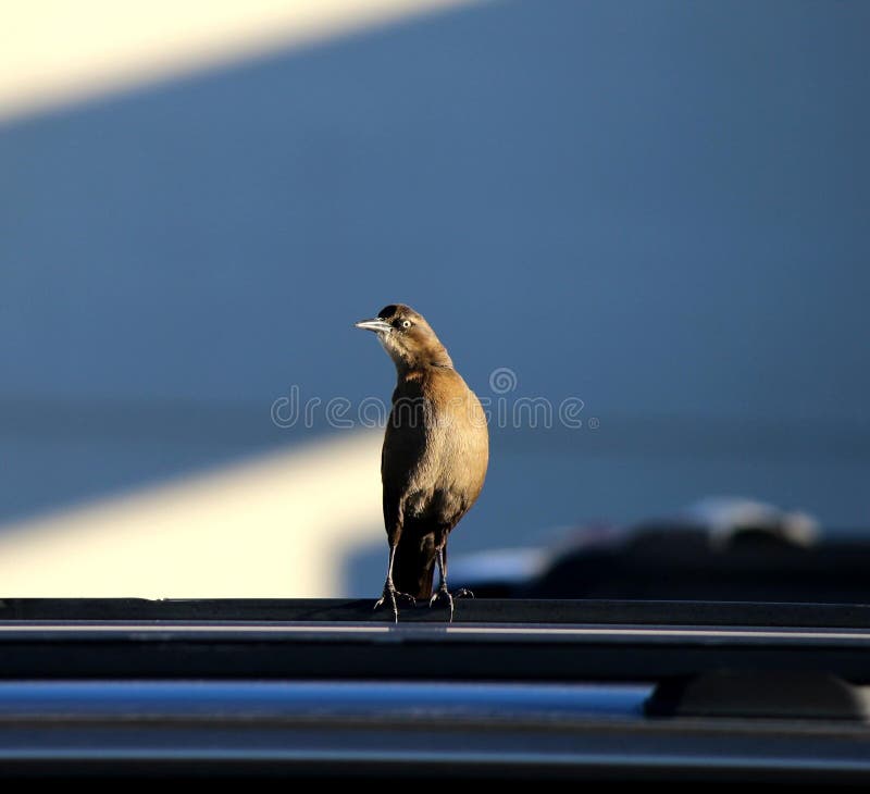 Bird looking to camera stock photo. Image of cool, animals - 65620396