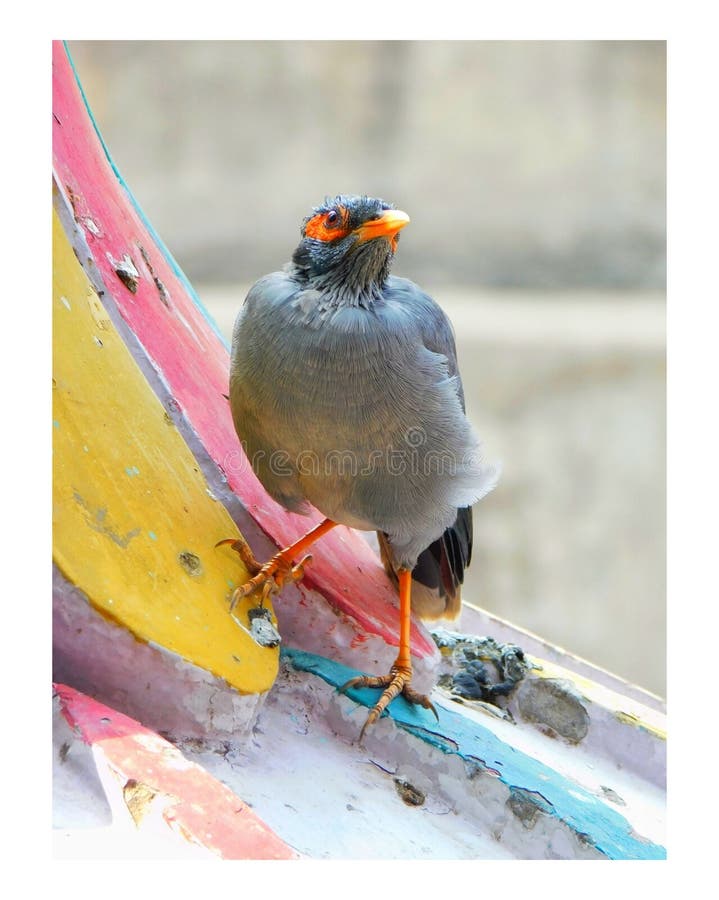 A Bird Looking Towards a Sky with a Beautiful Posture Stock Photo ...