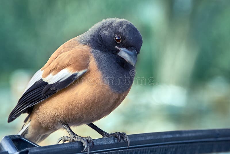 Cute inquisitive bird. stock image. Image of look, environment - 174647377