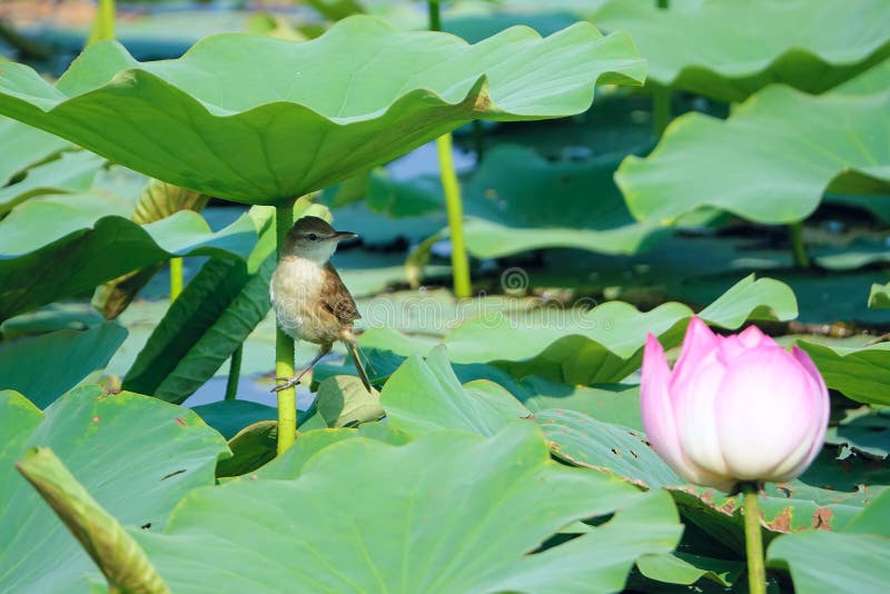 Bird and lotus stock image. Image of life, warbler, acrocephalus - 95296813