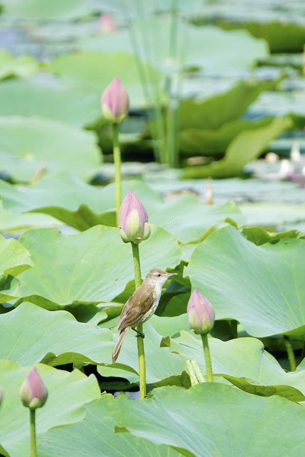 Bird and lotus stock photo. Image of flower, wild, warbler - 95082962